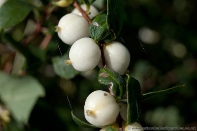 Common Snowberry Bush (Symphoricarpos 'albus') | Urban Butterfly Garden