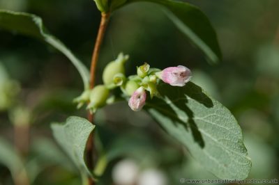 Common Snowberry Bush (Symphoricarpos 'albus') | Urban Butterfly Garden